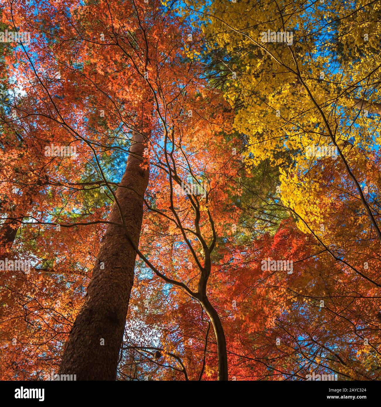 multi colour trees in the autumn forest Stock Photo - Alamy