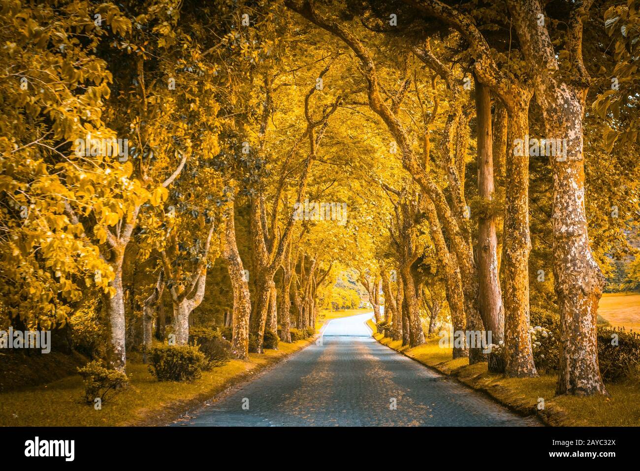Park alley with trees in autumn colours Stock Photo - Alamy