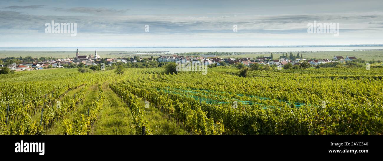 Neusiedlersee village of Rust am See with vineyards and lake in Austria ...