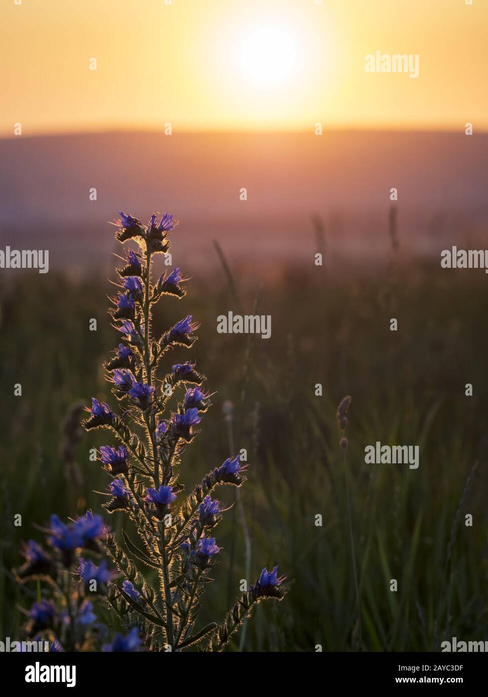 Biurgenland hi-res stock photography and images - Alamy