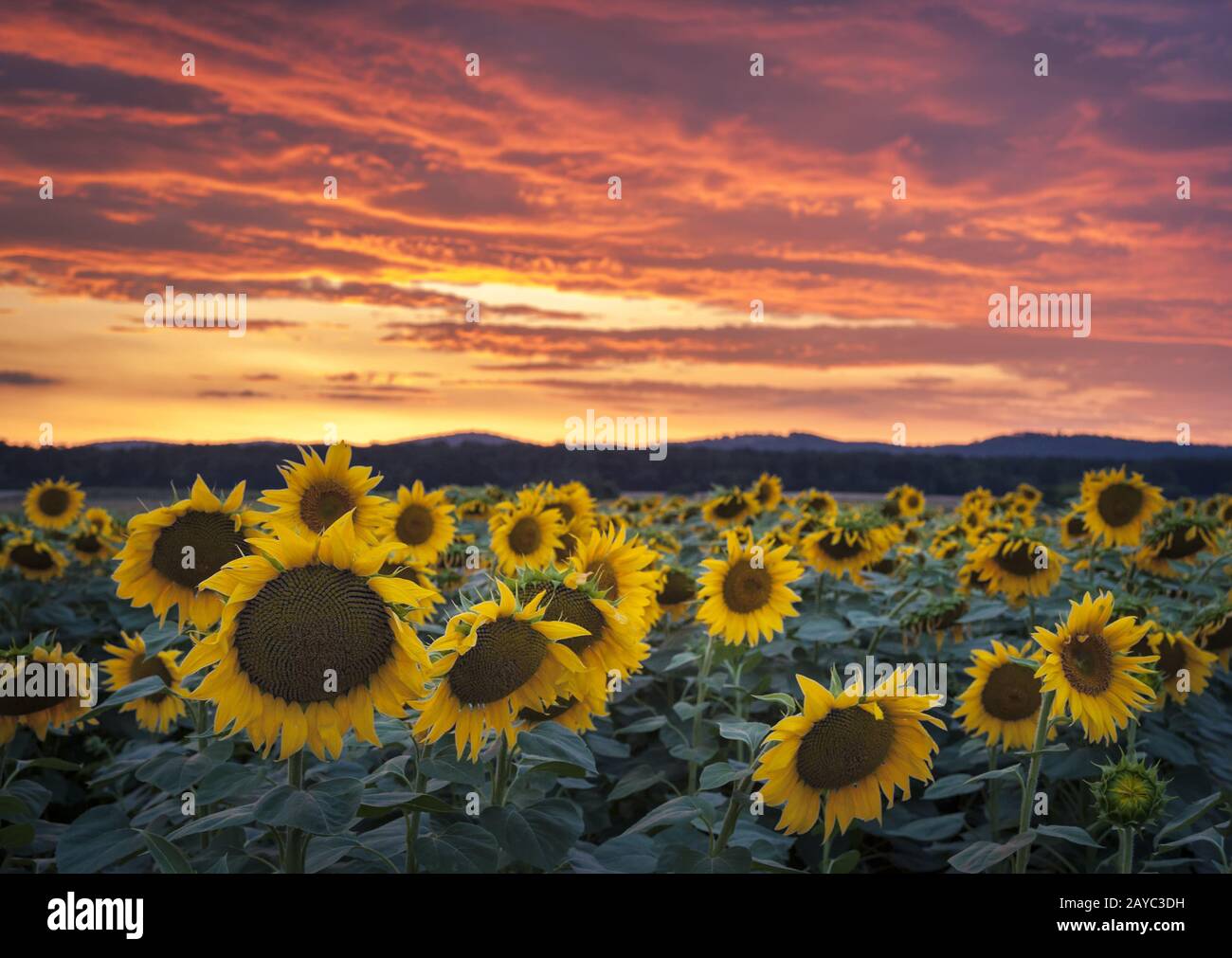 Sunflowers field sunset hi-res stock photography and images - Alamy