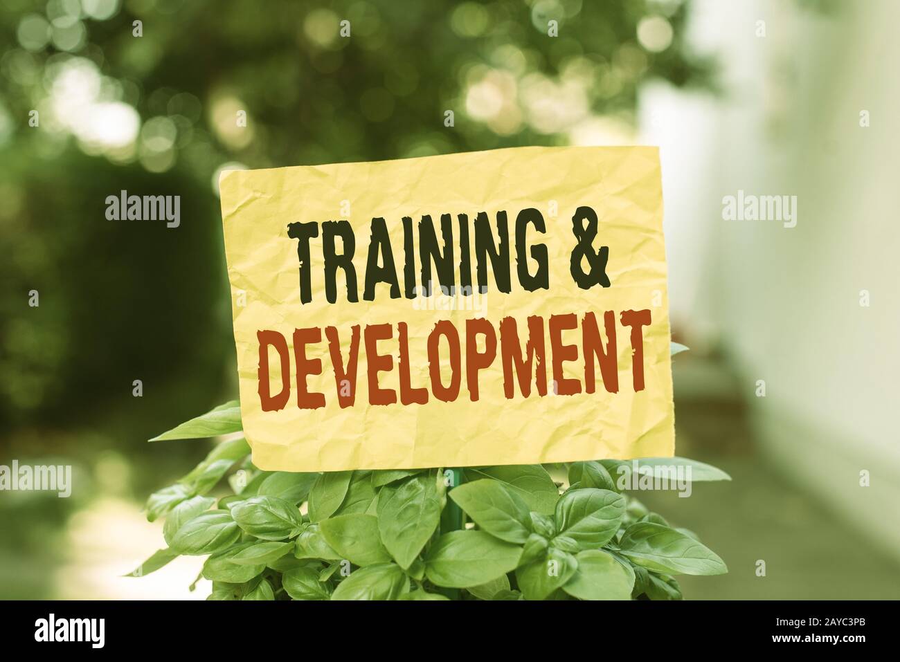 Word writing text Training And Development. Business concept for learn specific knowledge to ...
