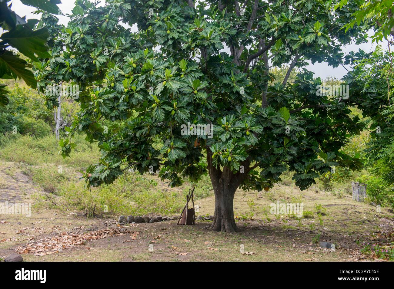 A breadfruit tree in Sangean village, Sangeang Api Volcano Island near ...