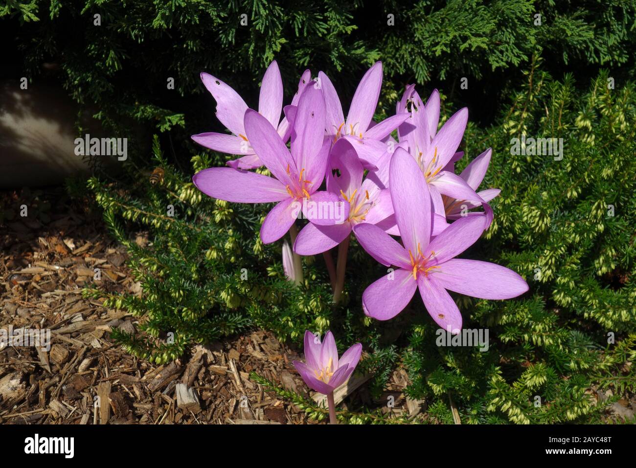 Hypericum calycinum hi-res stock photography and images - Alamy