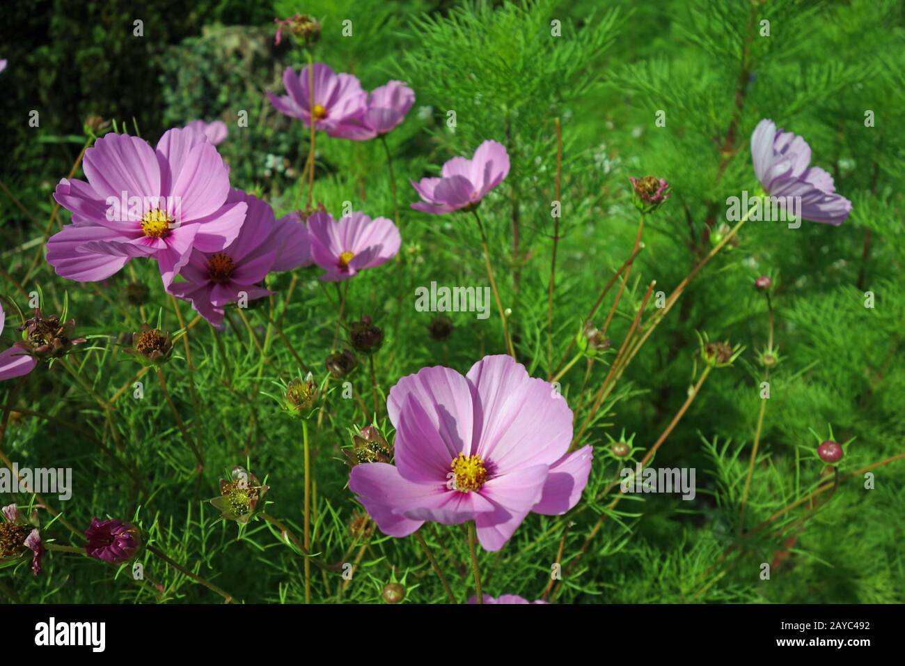 Cosmos daisy family hi-res stock photography and images - Alamy