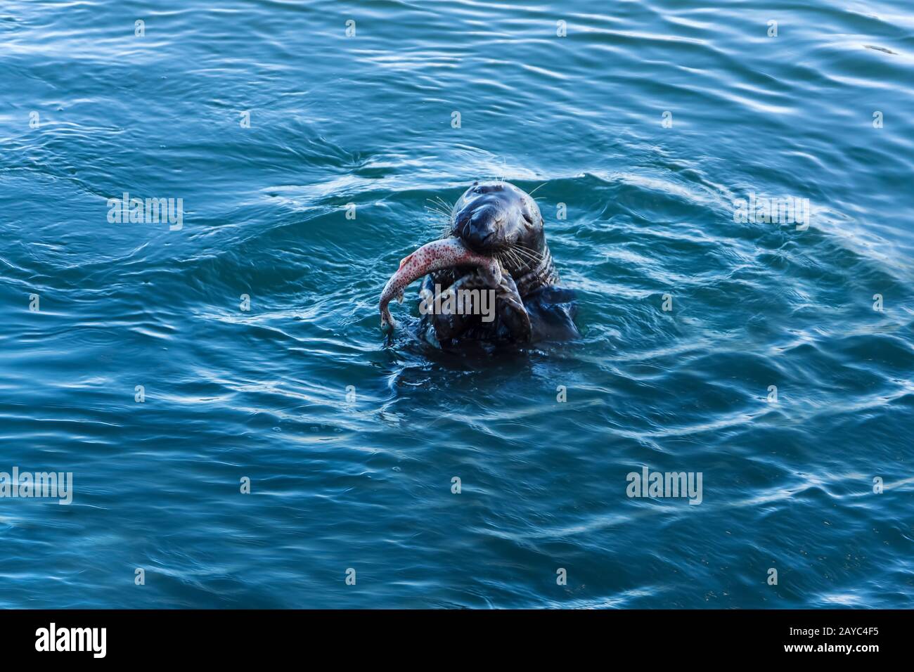 Seal eating fish hi-res stock photography and images - Alamy