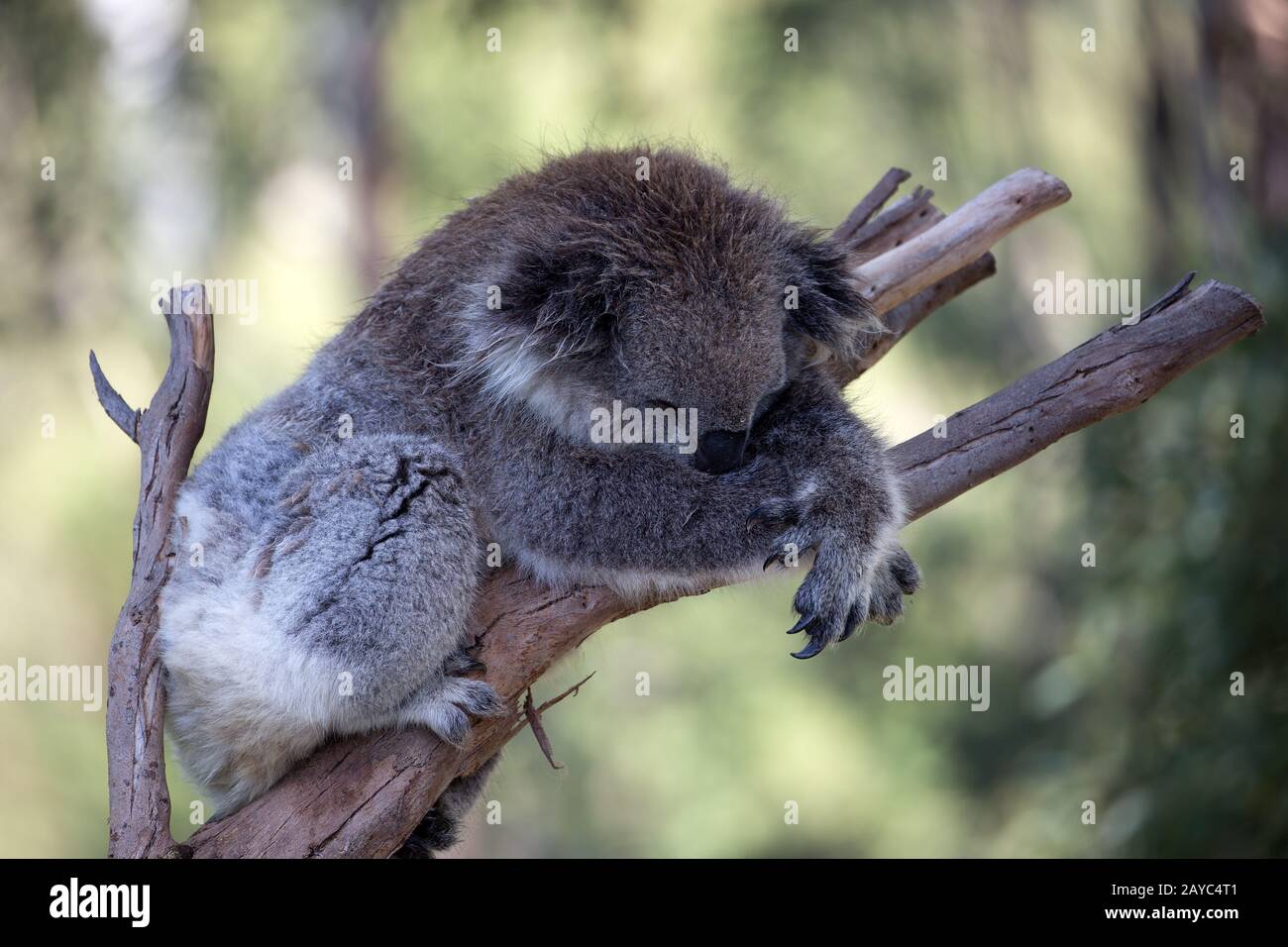 Koala sleeping wild asleep tree hi-res stock photography and images - Alamy