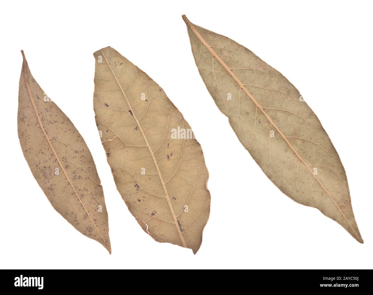 Three bay leaves hi-res stock photography and images - Alamy