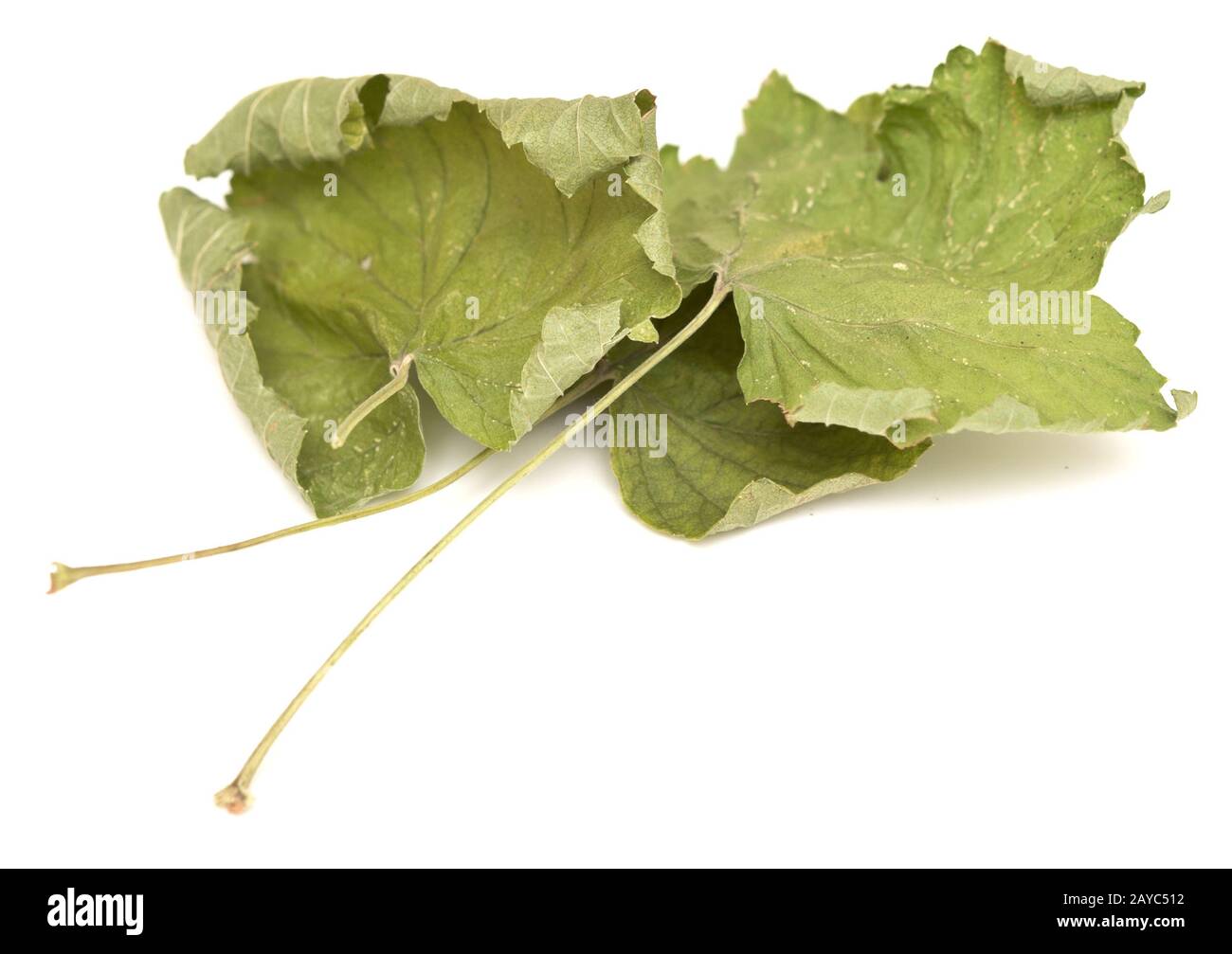 Black currant leaves Stock Photo - Alamy