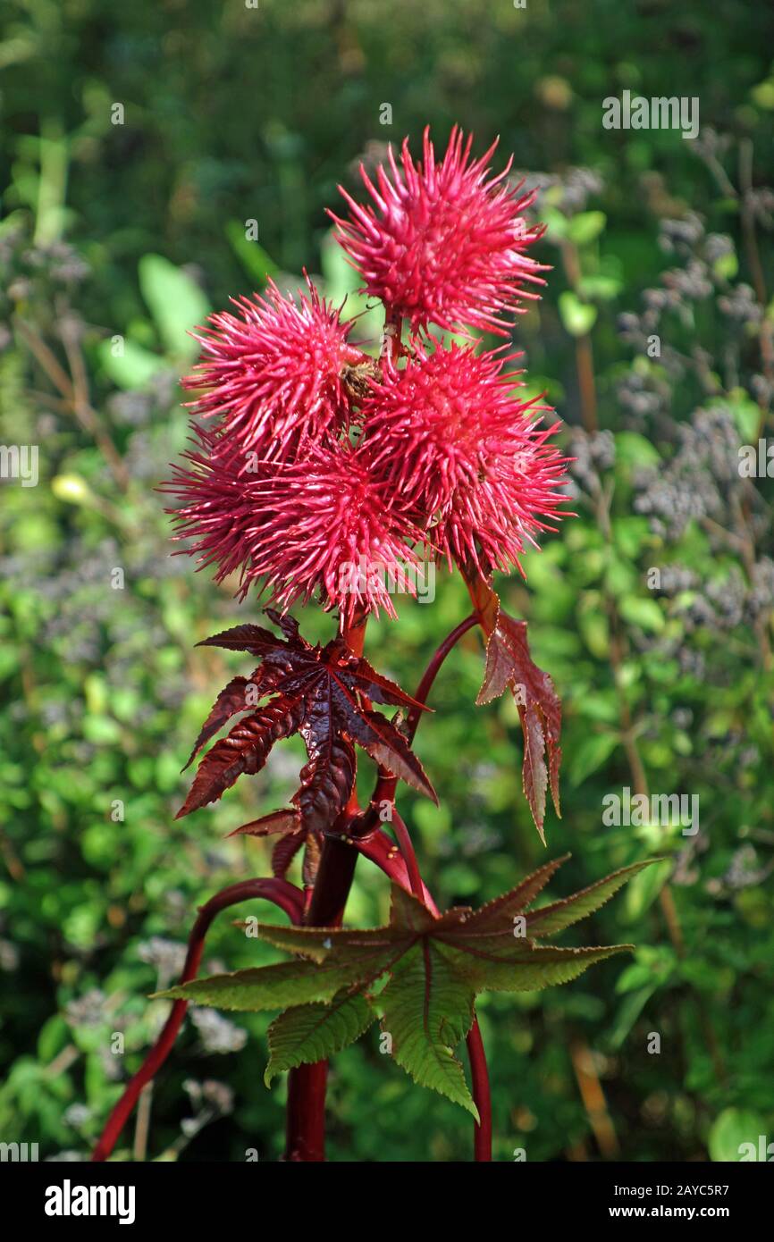 Ricinus communis gibsonii hi-res stock photography and images - Alamy