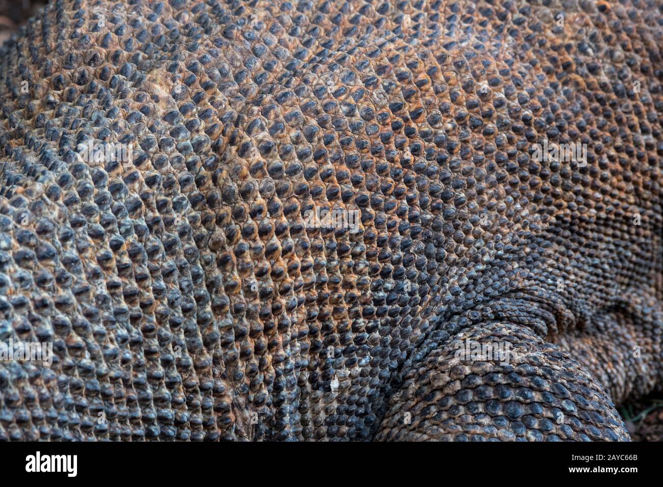 Close-up of the skin of an endemic Komodo dragon (Varanus komodoensis ...