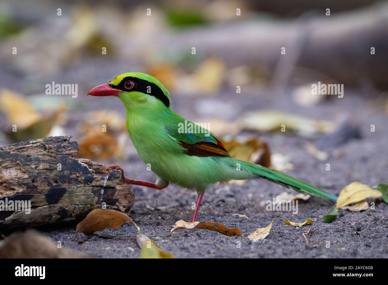 The common green magpie (Cissa chinensis) is a member of the crow ...