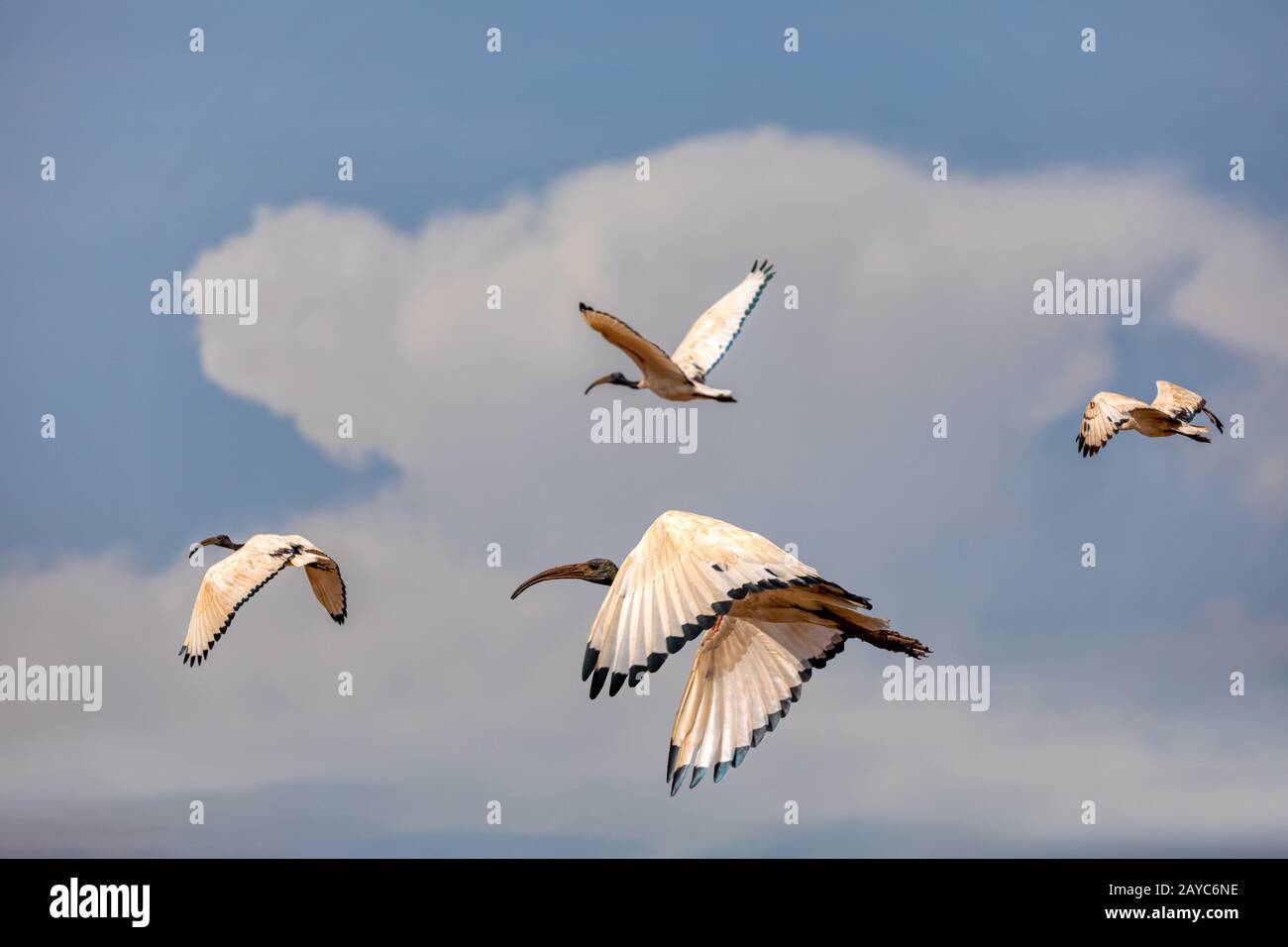 bird African Sacred Ibis, Ethiopia safari wildlife Stock Photo - Alamy