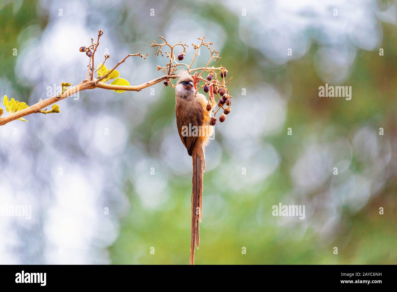 Speckled mouse birds hi-res stock photography and images - Alamy