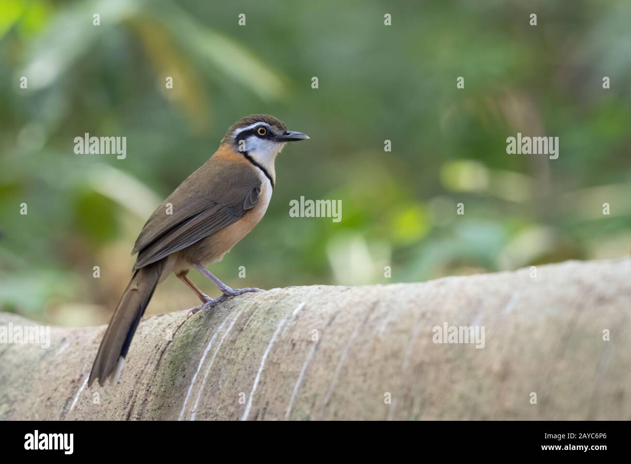 The lesser necklaced laughingthrush (Garrulax monileger) is a species ...