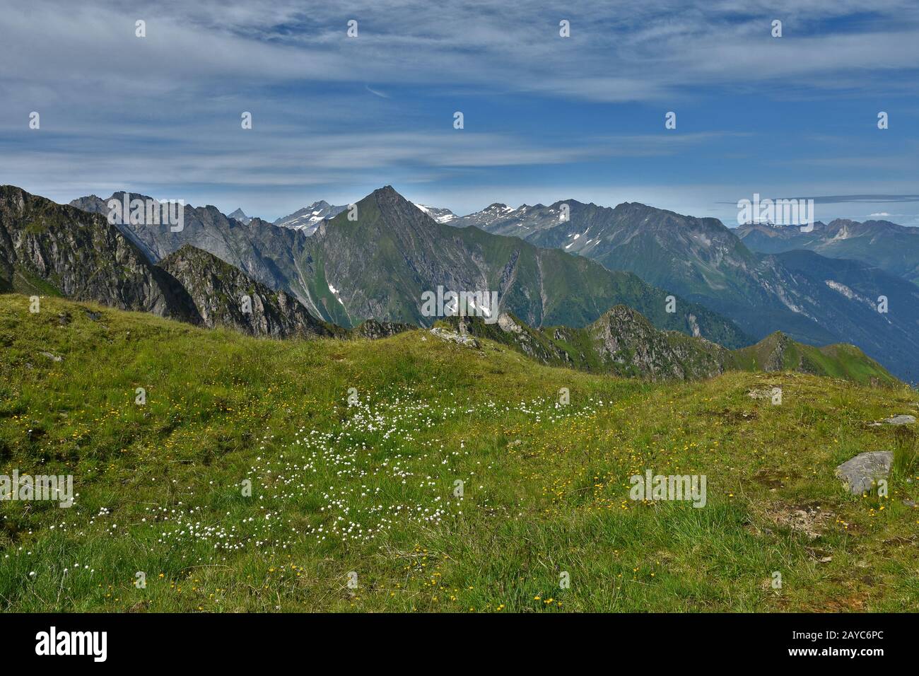 cotton-grass in the zillertaler alps, austria Stock Photo - Alamy