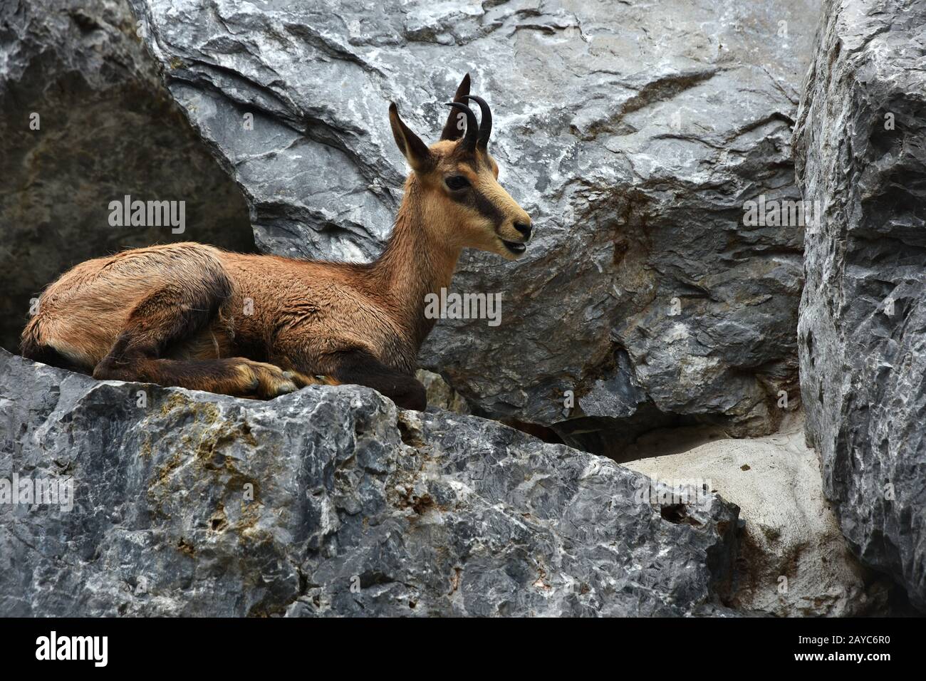 Chamois hi-res stock photography and images - Alamy