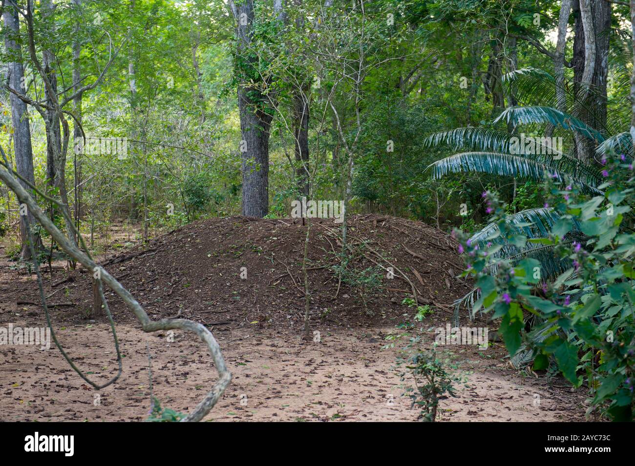 A Komodo dragon nest in the forest on Komodo Island, part of Komodo ...
