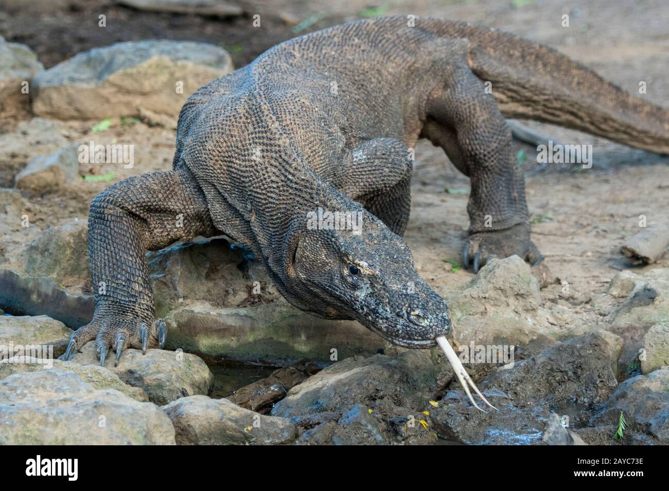 A Komodo dragon (Varanus komodoensis) at a waterhole in the forest on ...