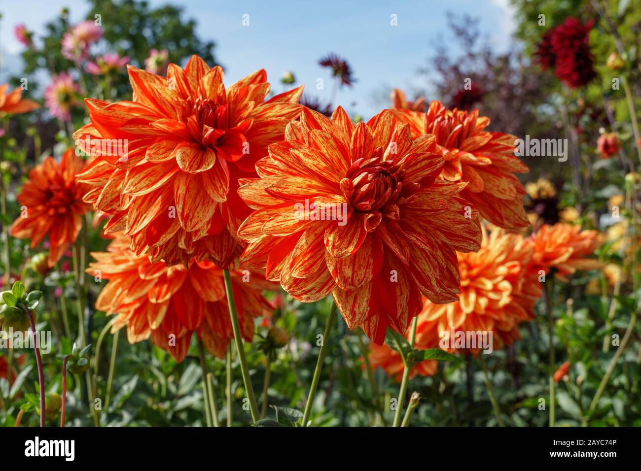 Orange dahlias hi-res stock photography and images - Alamy