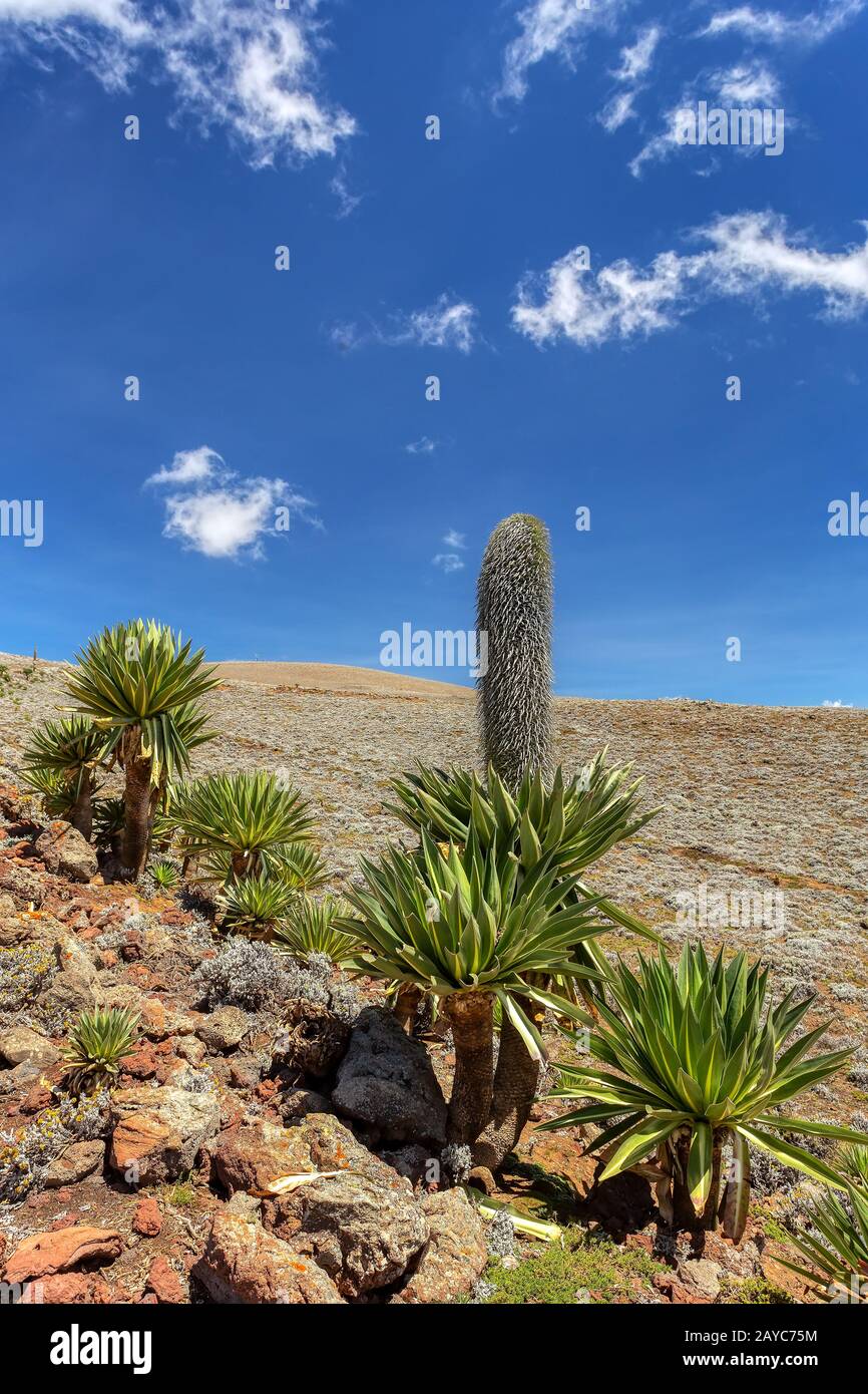 giant Lobelia plant in Bale Mountain, Ethiopia Stock Photo - Alamy