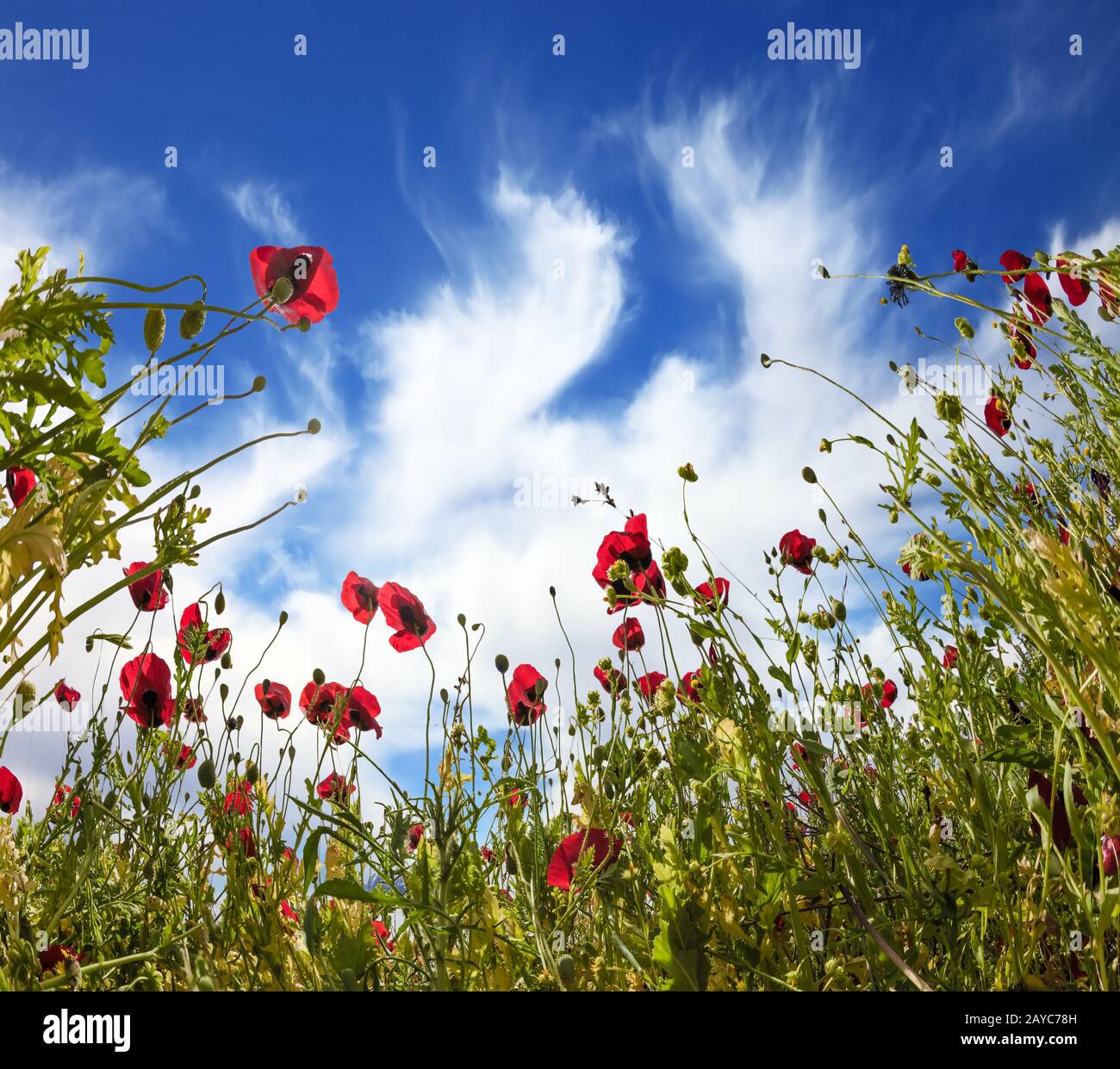 Red wildflowers hi-res stock photography and images - Alamy
