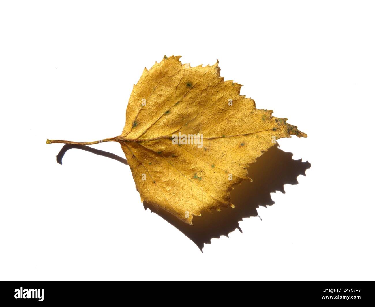 Plant casting shadow hi-res stock photography and images - Alamy