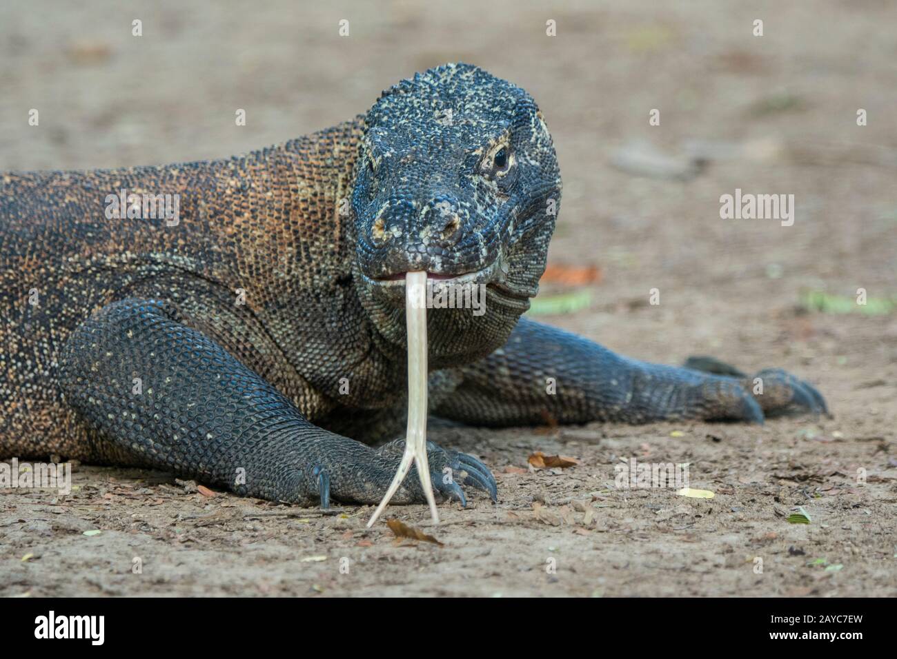 Portrait of a Komodo dragon (Varanus komodoensis) on Komodo Island ...