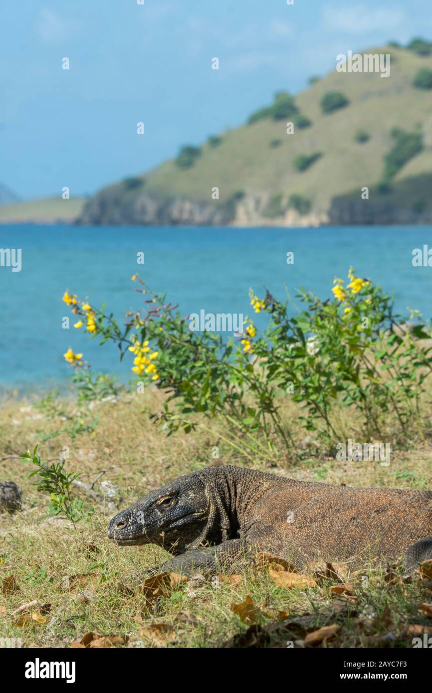 A Komodo dragon (Varanus komodoensis) at a beach on Komodo Island, part ...