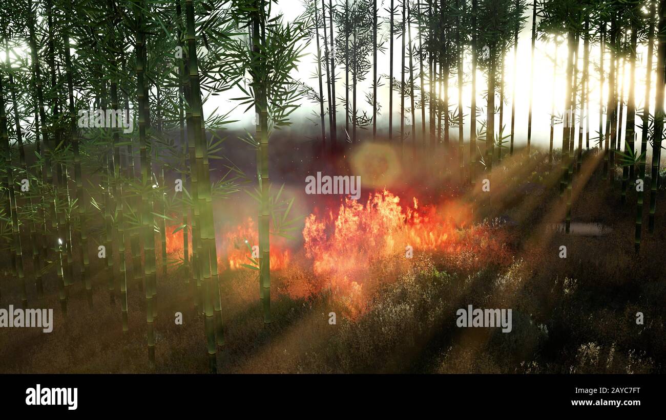 Wind blowing on a flaming bamboo trees during a forest fire Stock Photo ...