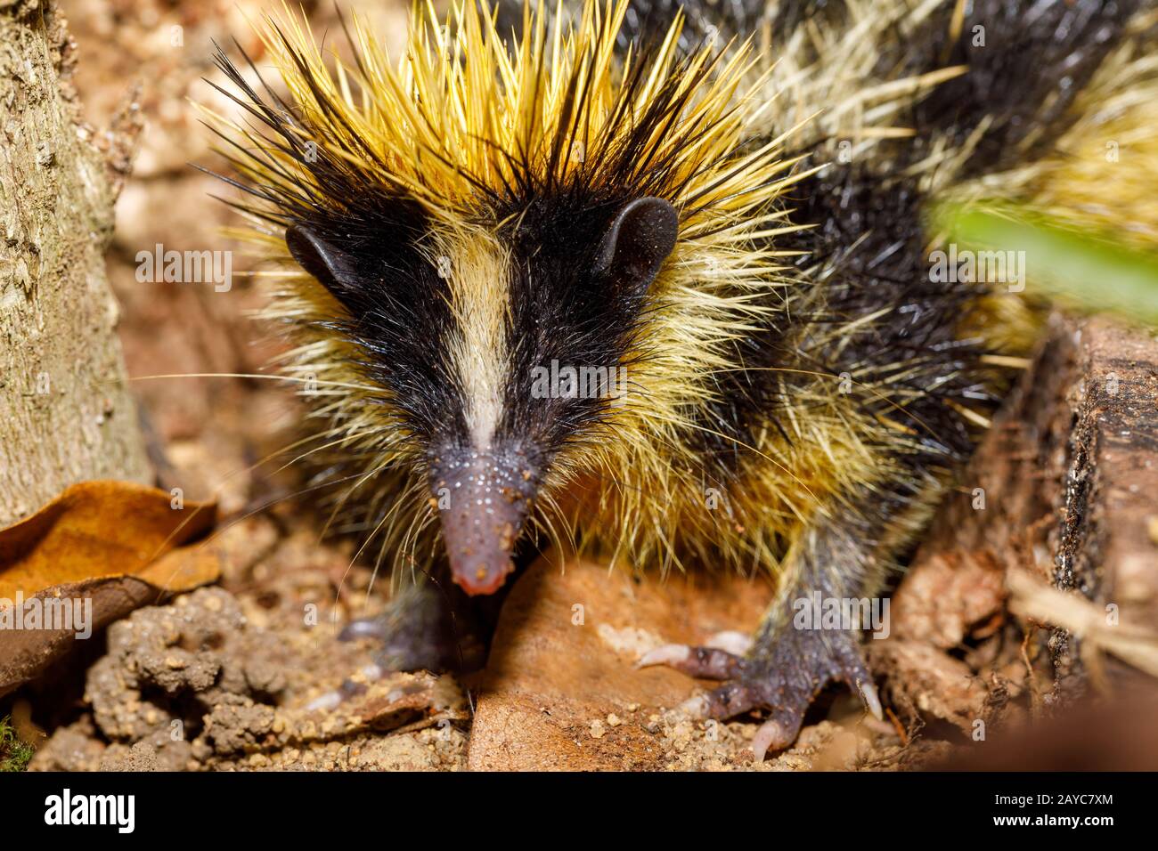 endemic Tailless tenrec, Madagascar wildlife Stock Photo - Alamy