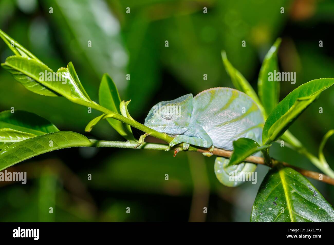 Parson's chameleon, madagascar wildlife Stock Photo - Alamy