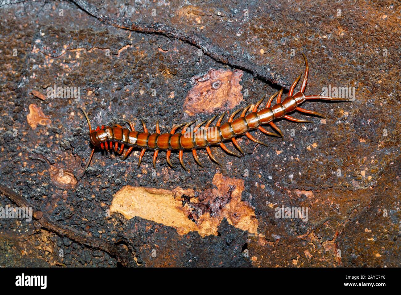 African centipede hi-res stock photography and images - Alamy