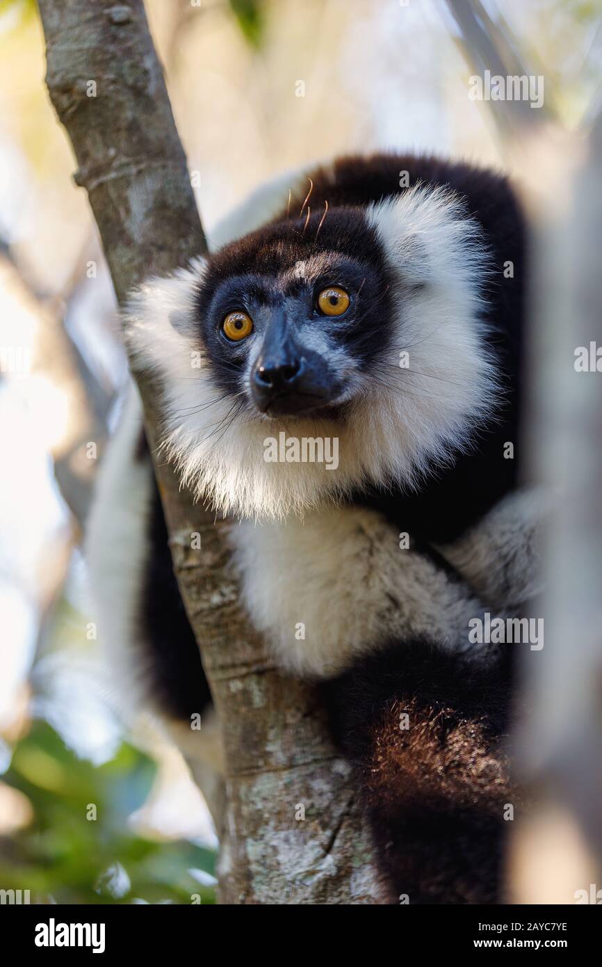 Black-and-white ruffed lemur, Madagascar Wildlife Stock Photo - Alamy