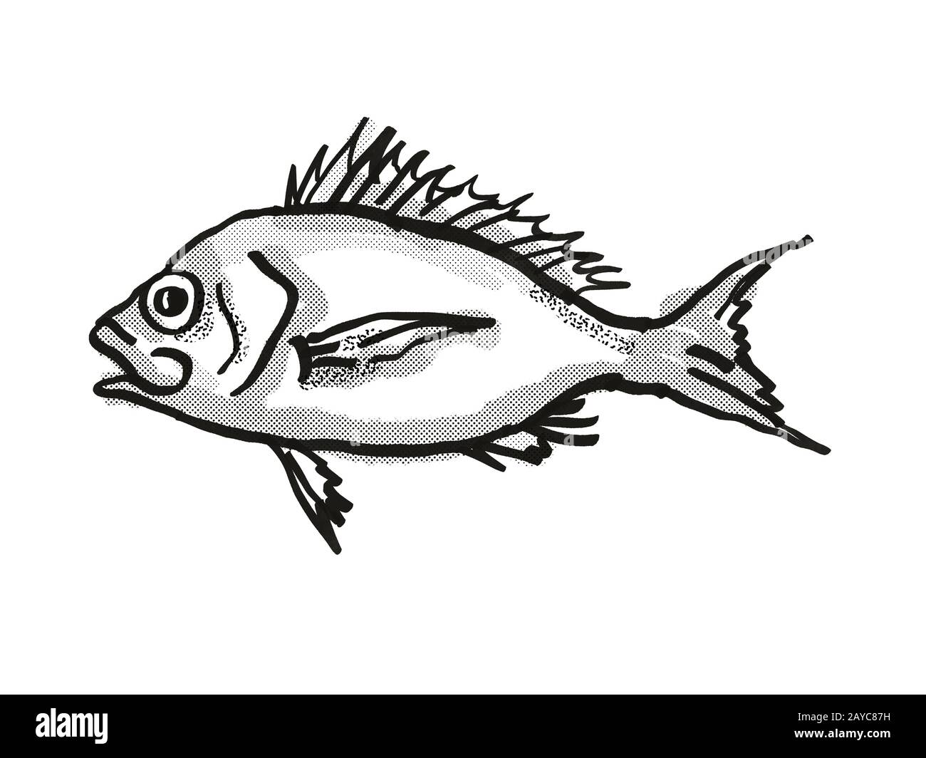 Western Orange Perch Australian Fish Cartoon Retro Drawing Stock Photo ...