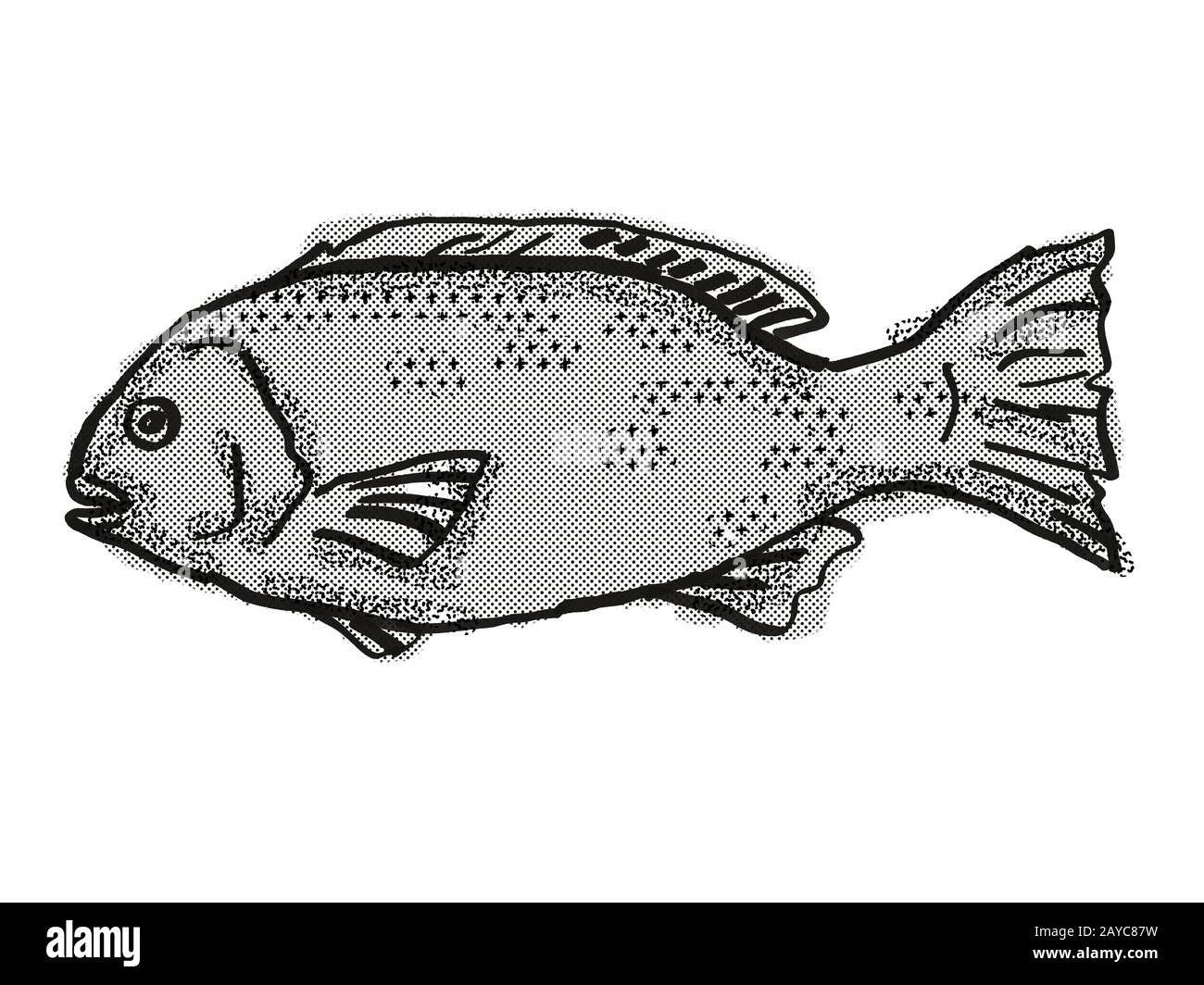Western Rock Blackfish Australian Fish Cartoon Retro Drawing Stock ...