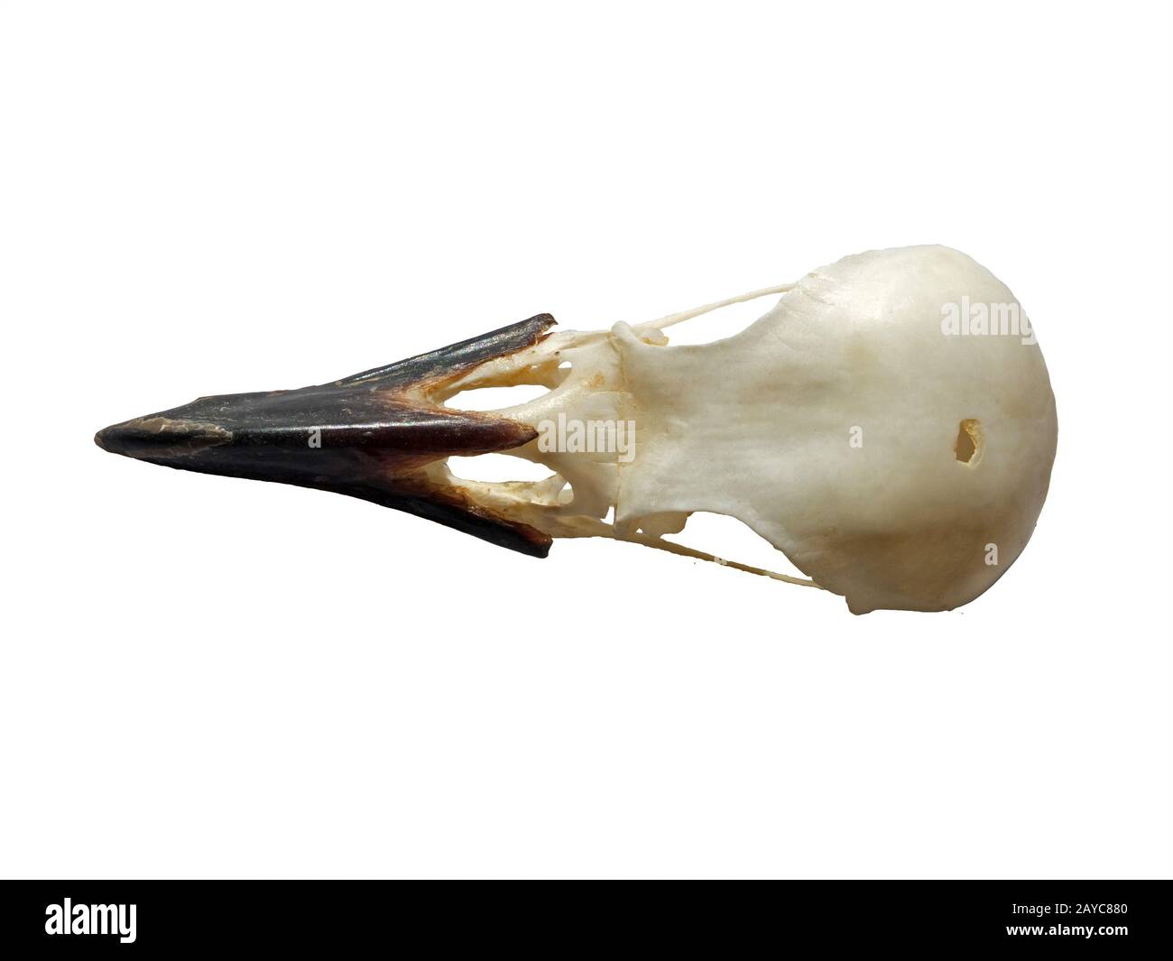Crow Skull Front View