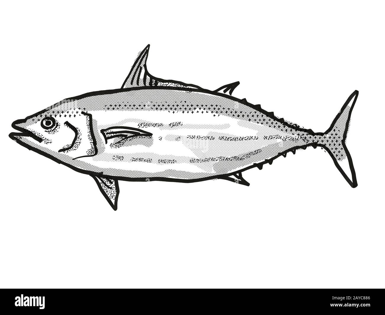 Australian fish Cut Out Stock Images & Pictures - Alamy