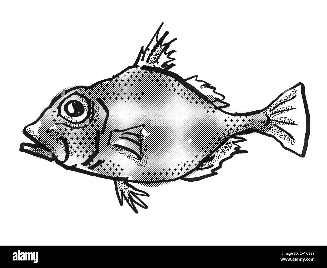 Dory fish Cut Out Stock Images & Pictures - Alamy