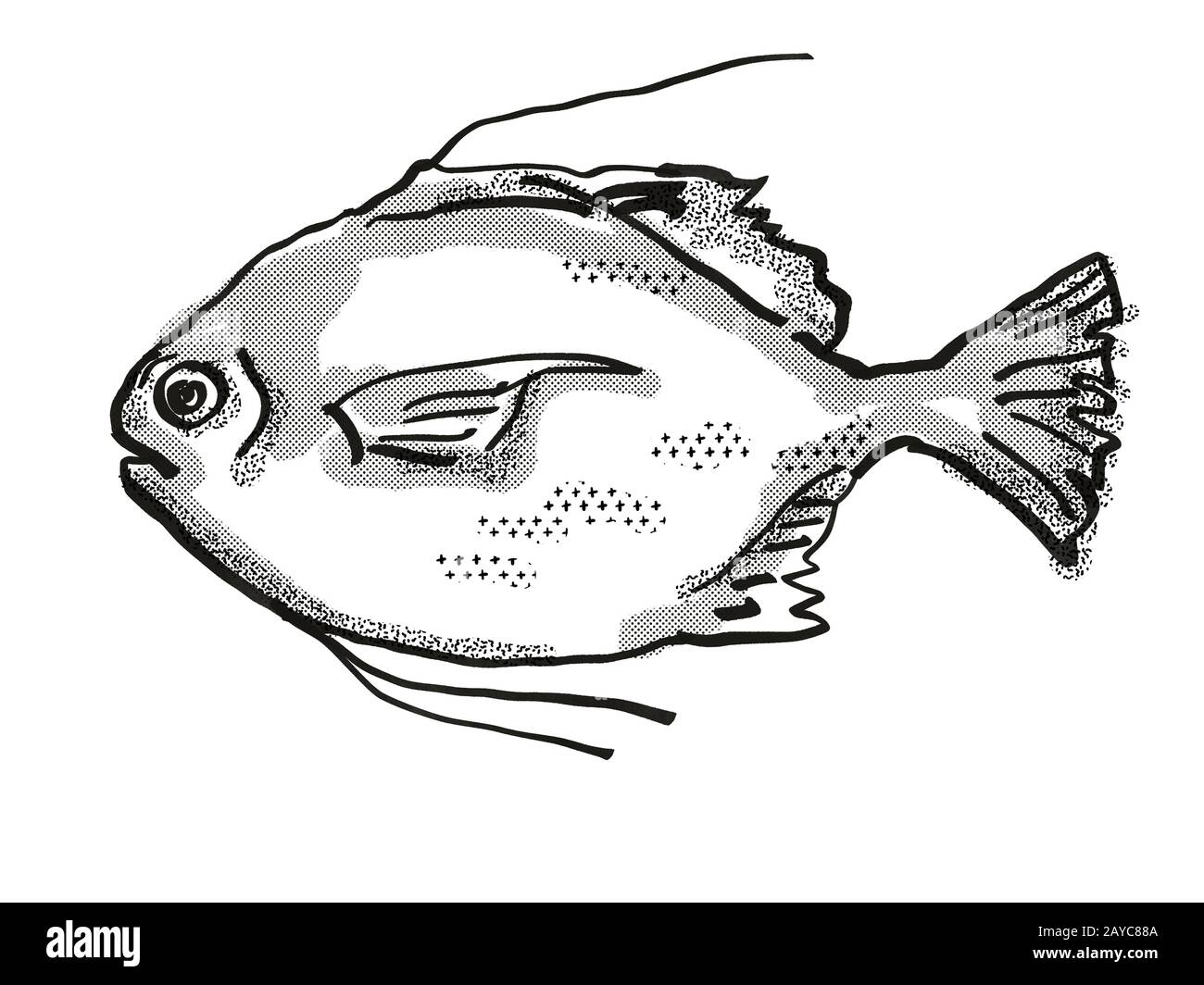 Threadfin Scat Australian Fish Cartoon Retro Drawing Stock Photo - Alamy