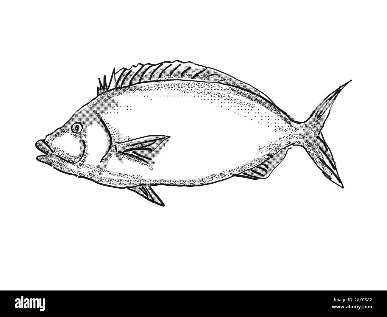 Porae New Zealand Fish Cartoon Retro Drawing Stock Photo - Alamy