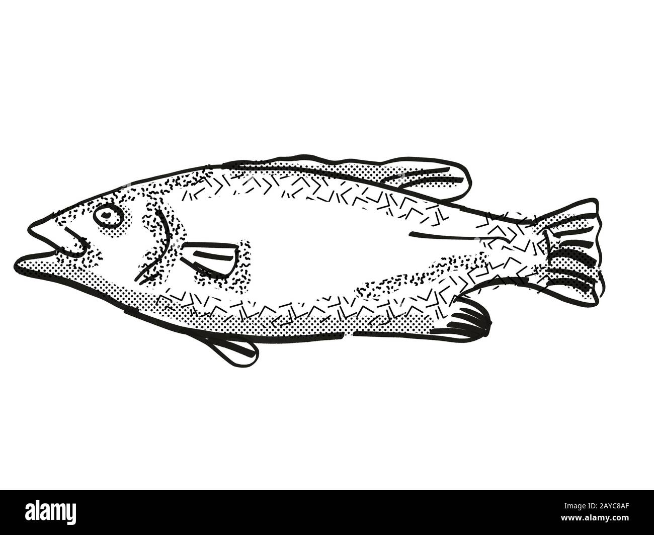 Hapuku New Zealand Fish Cartoon Retro Drawing Stock Photo - Alamy