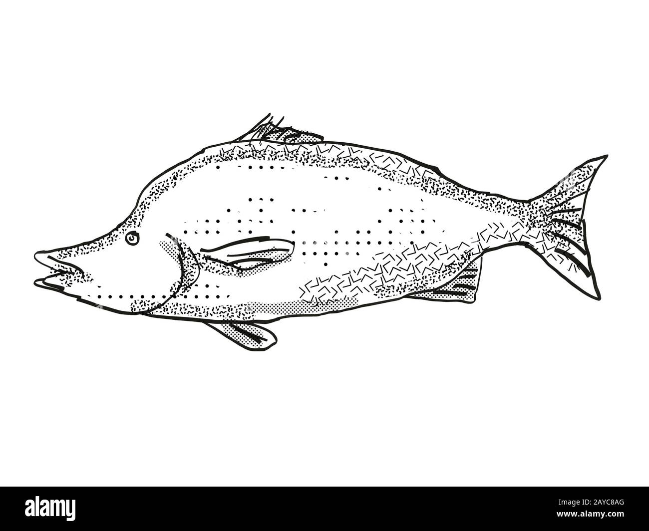 Giant Boarfish New Zealand Fish Cartoon Retro Drawing Stock Photo - Alamy