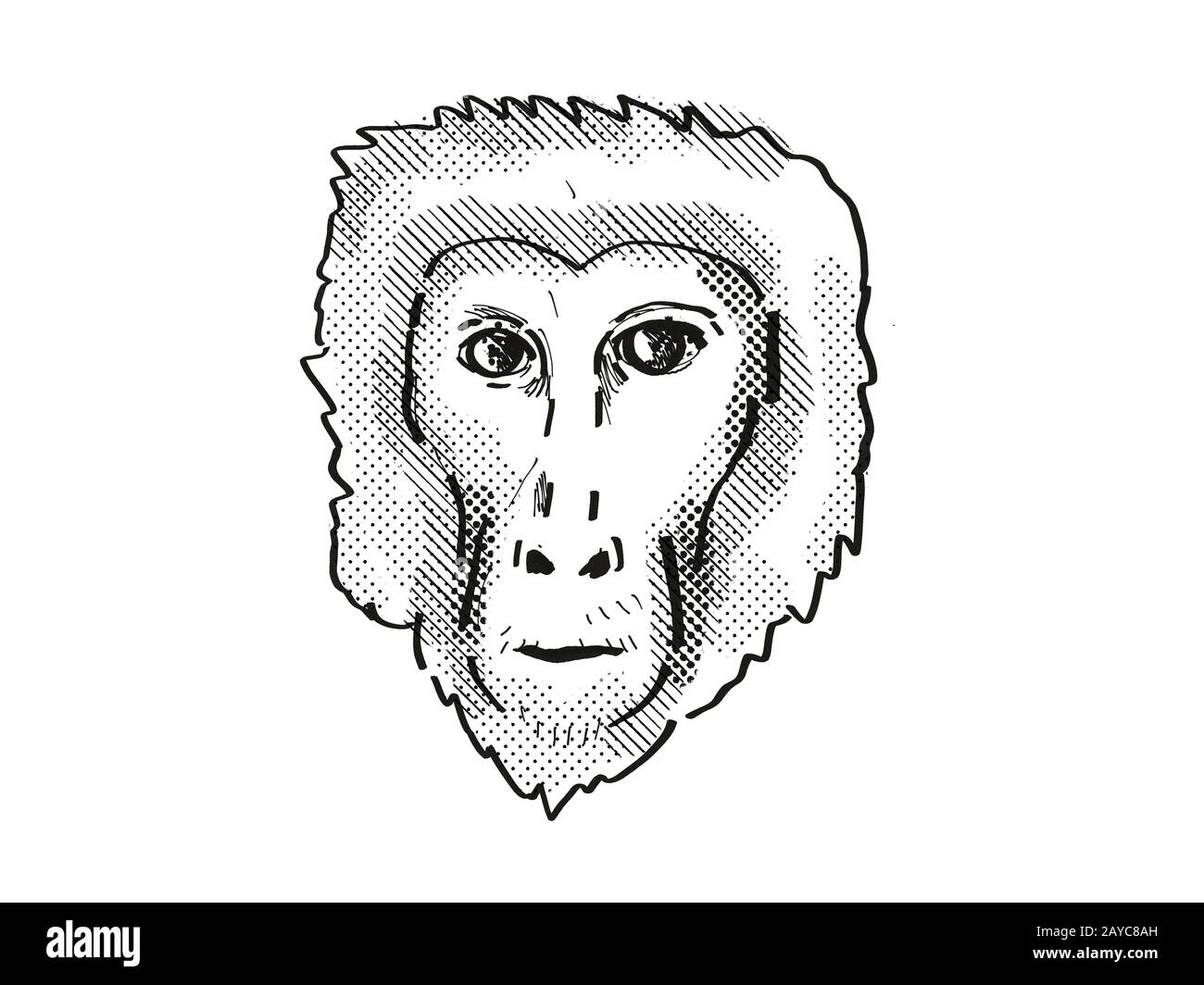 Black macaque Cut Out Stock Images & Pictures - Alamy