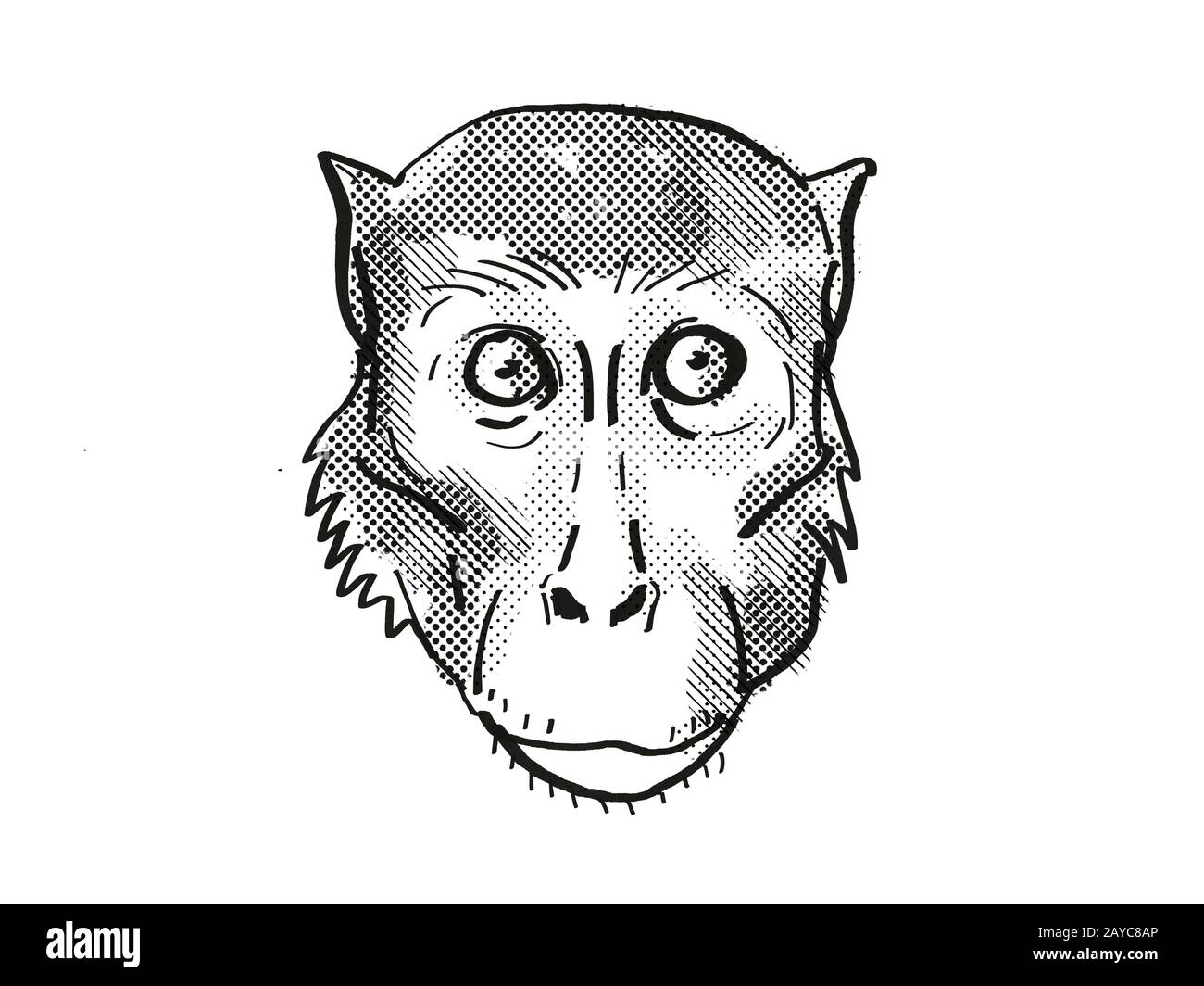 Macaque drawing hi-res stock photography and images - Alamy