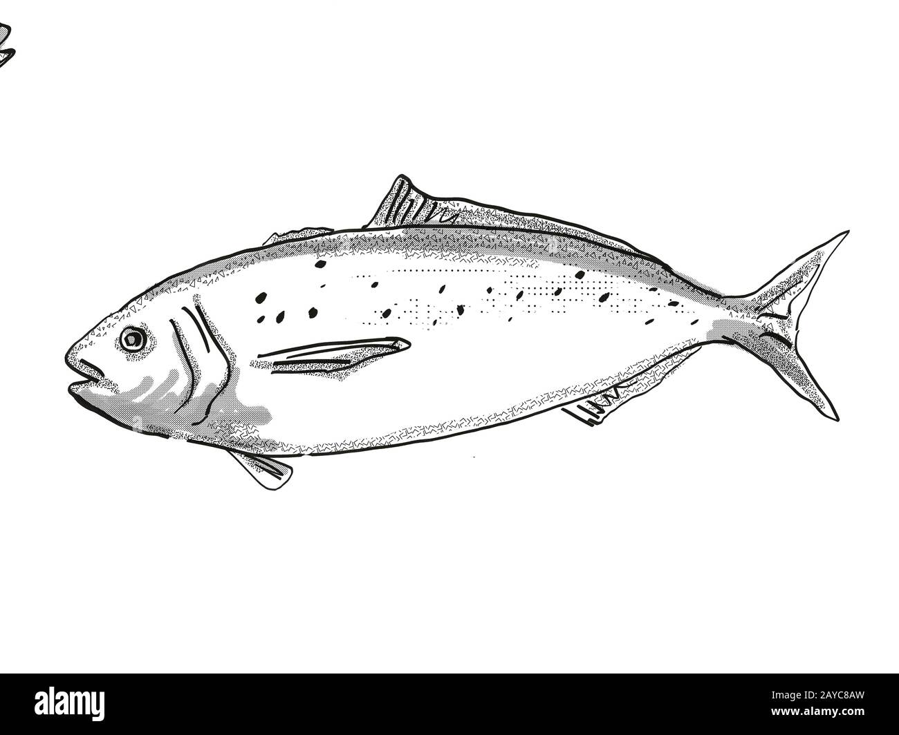 Blue Warehou New Zealand Fish Cartoon Retro Drawing Stock Photo - Alamy