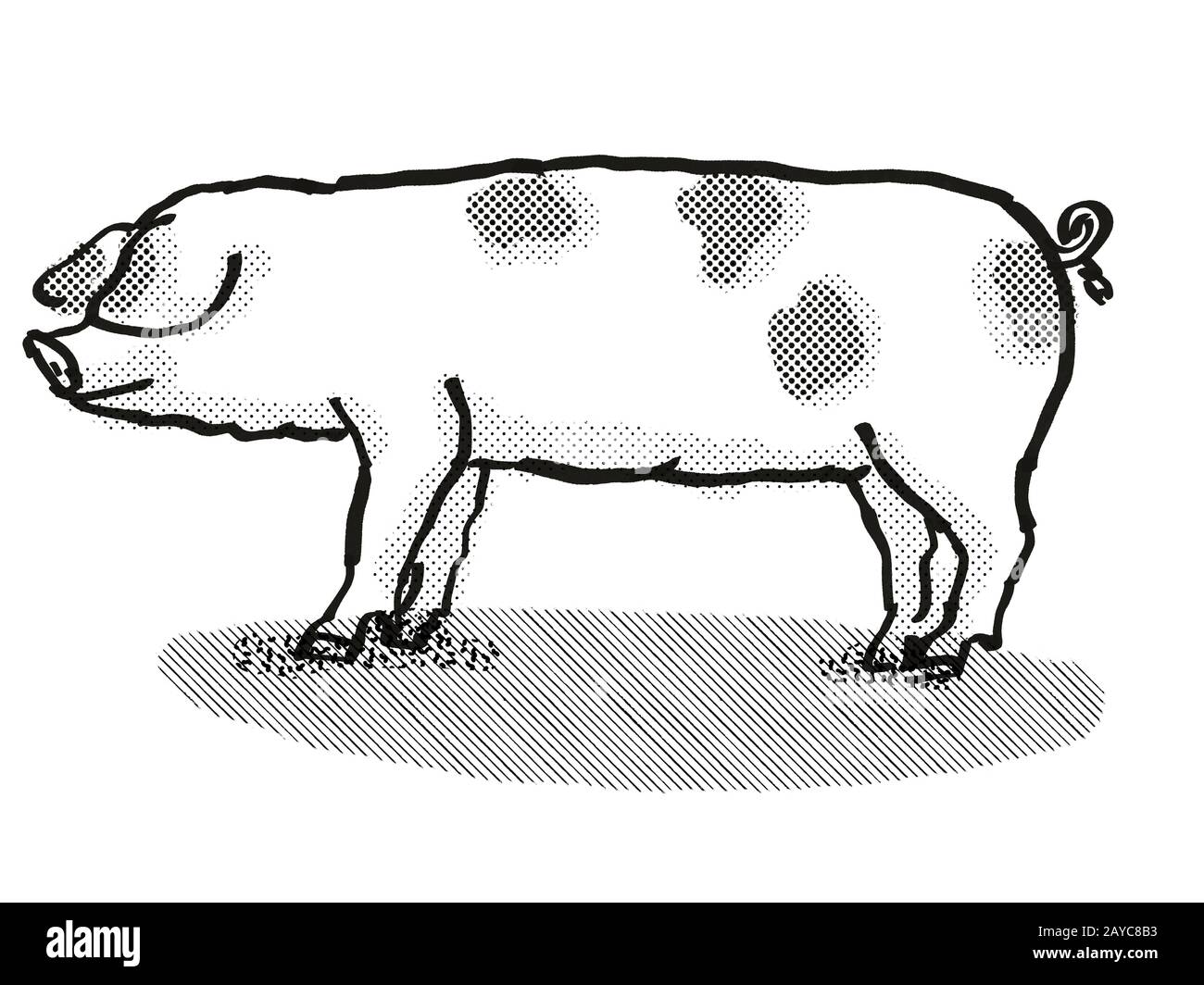 Gloucestershire Old Spots Pig Breed Cartoon Retro Drawing Stock Photo ...