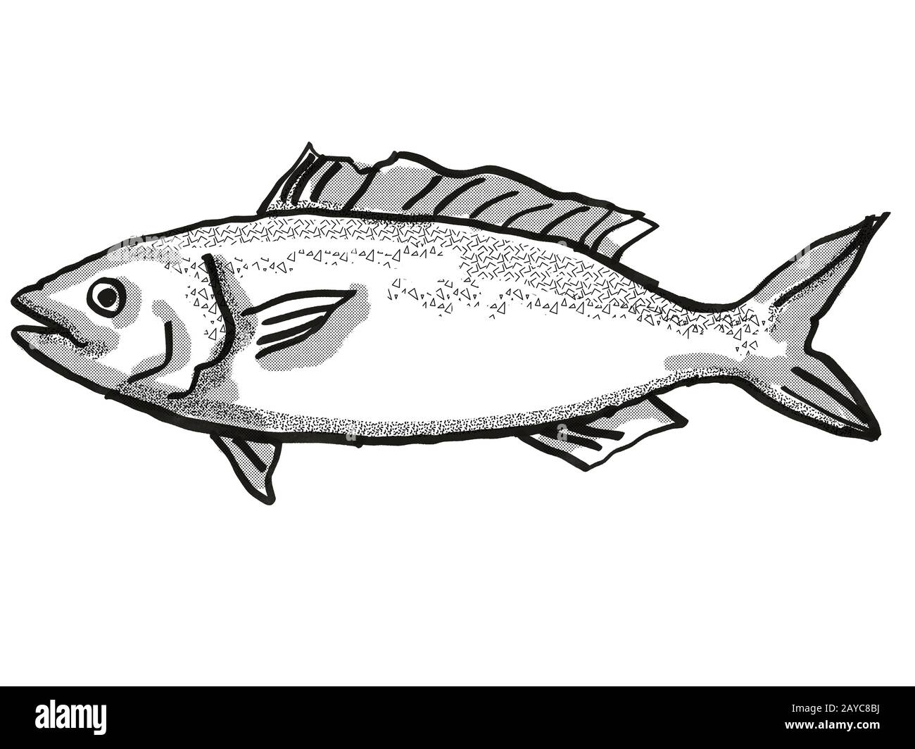 Kahawai New Zealand Fish Cartoon Retro Drawing Stock Photo - Alamy