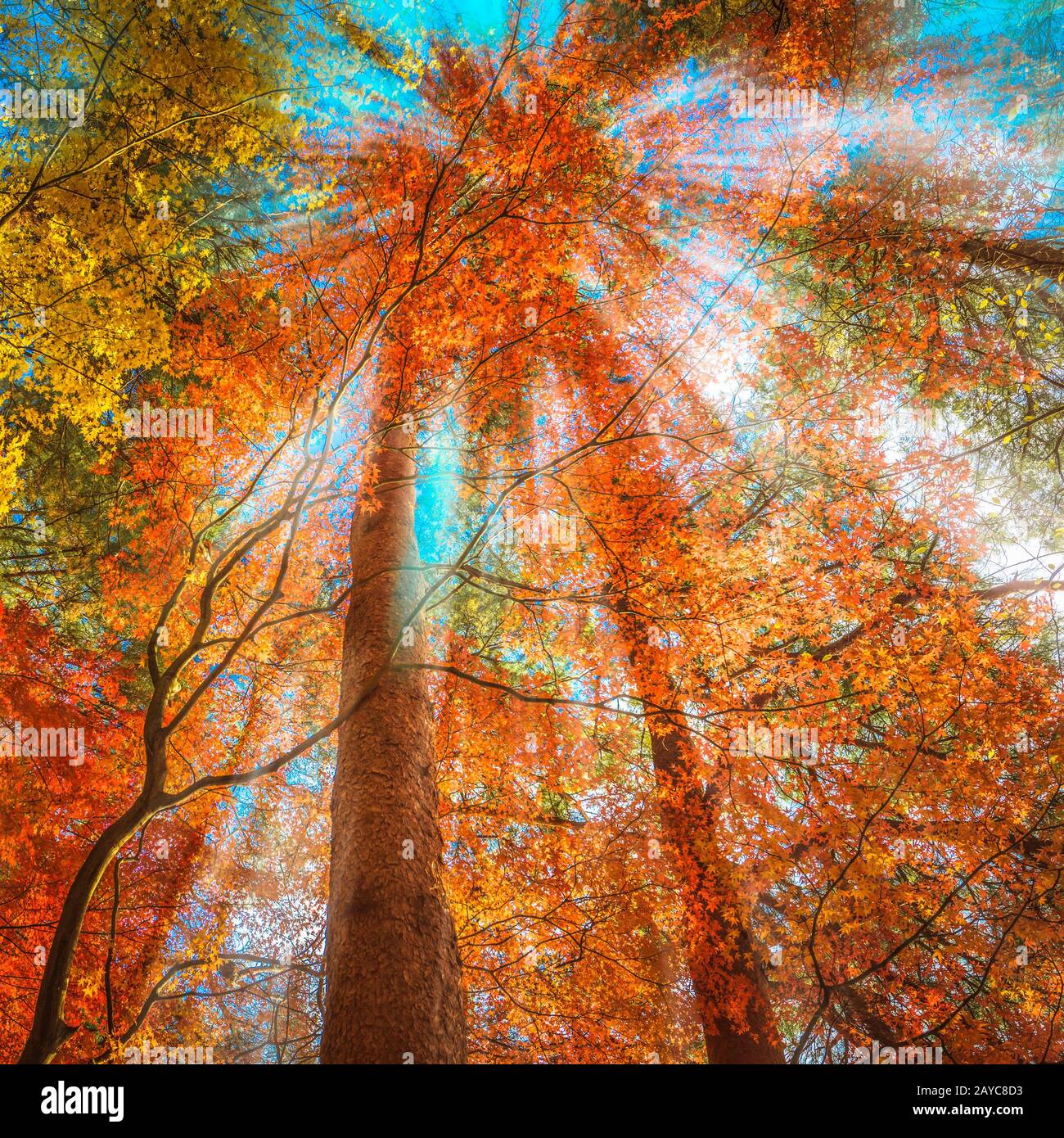 Multi Colours High Resolution Stock Photography and Images - Alamy