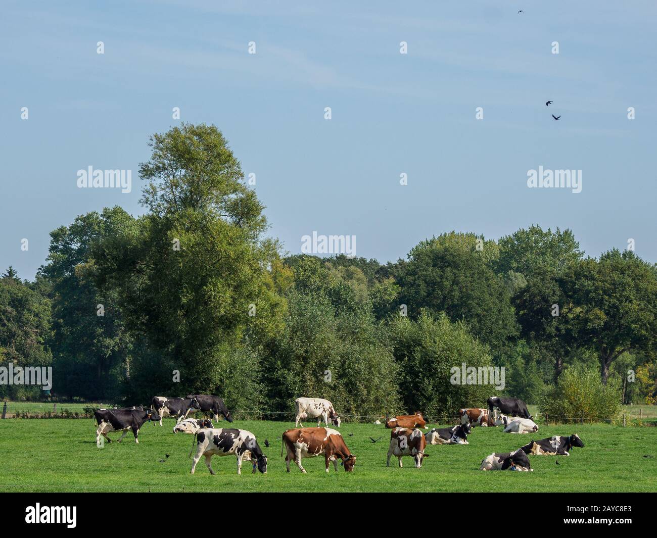 Holland cows hi-res stock photography and images - Alamy